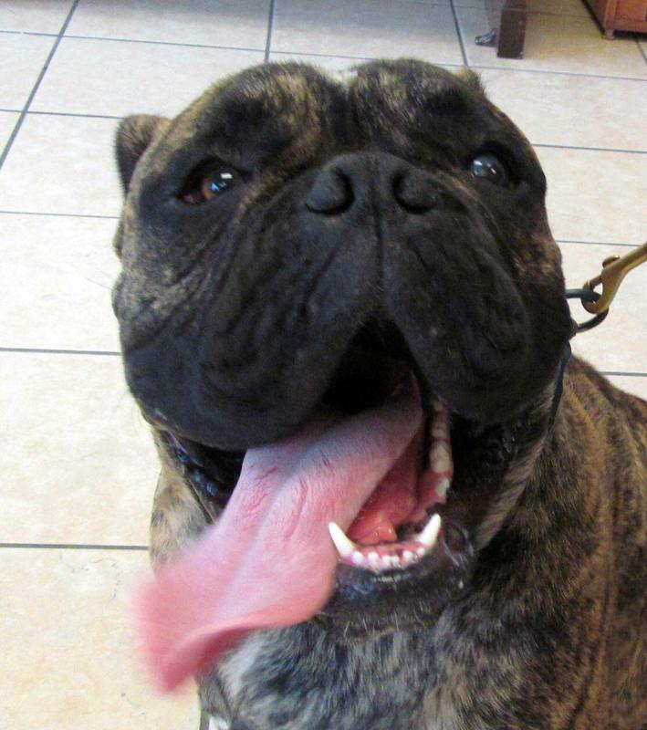 Heat Stroke (Hyperthermia) | Arlington Veterinary Center